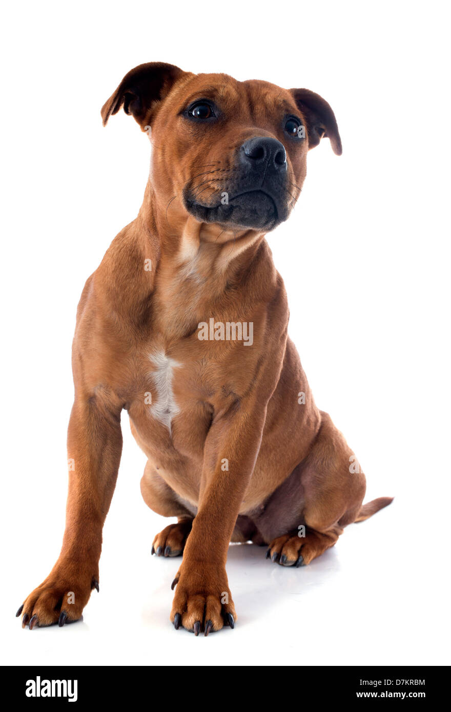 portrait of a staffordshire bull terrier in front of white background ...