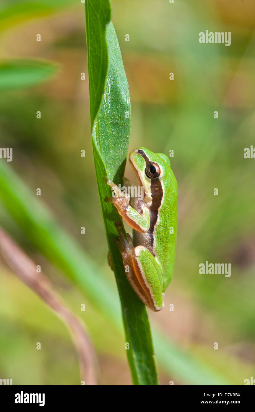 European tree frog, Camouflage Stock Photo - Alamy