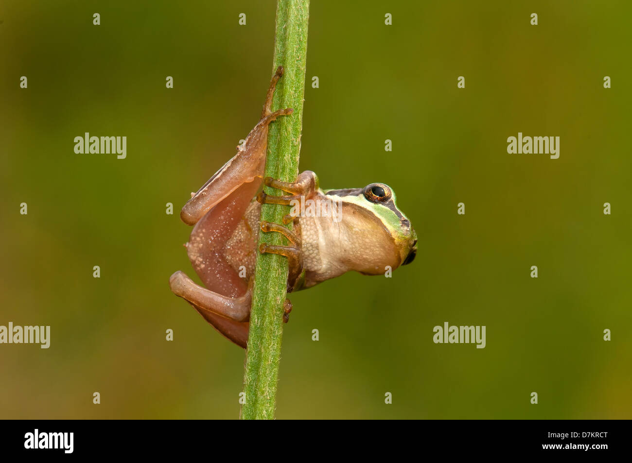European tree frog, Under view Stock Photo - Alamy