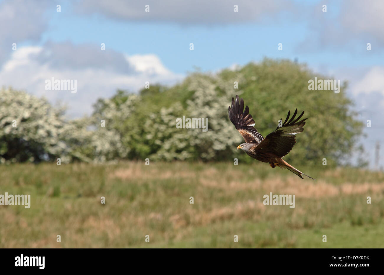 Red Kite at Gigrin Farm feeding station Stock Photo - Alamy
