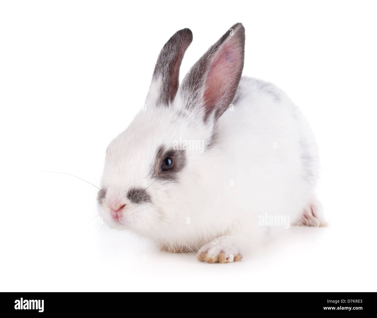 Small rabbit on a white background Stock Photo - Alamy