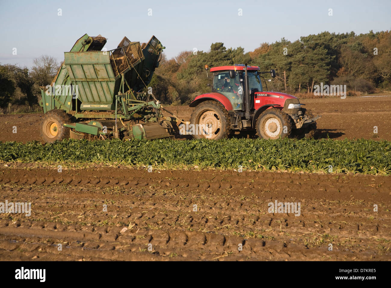 Thyregod sugar beet harvester drawn by tractor harvesting field ...