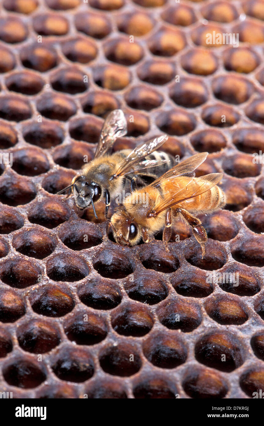 African killer bee hi-res stock photography and images - Alamy