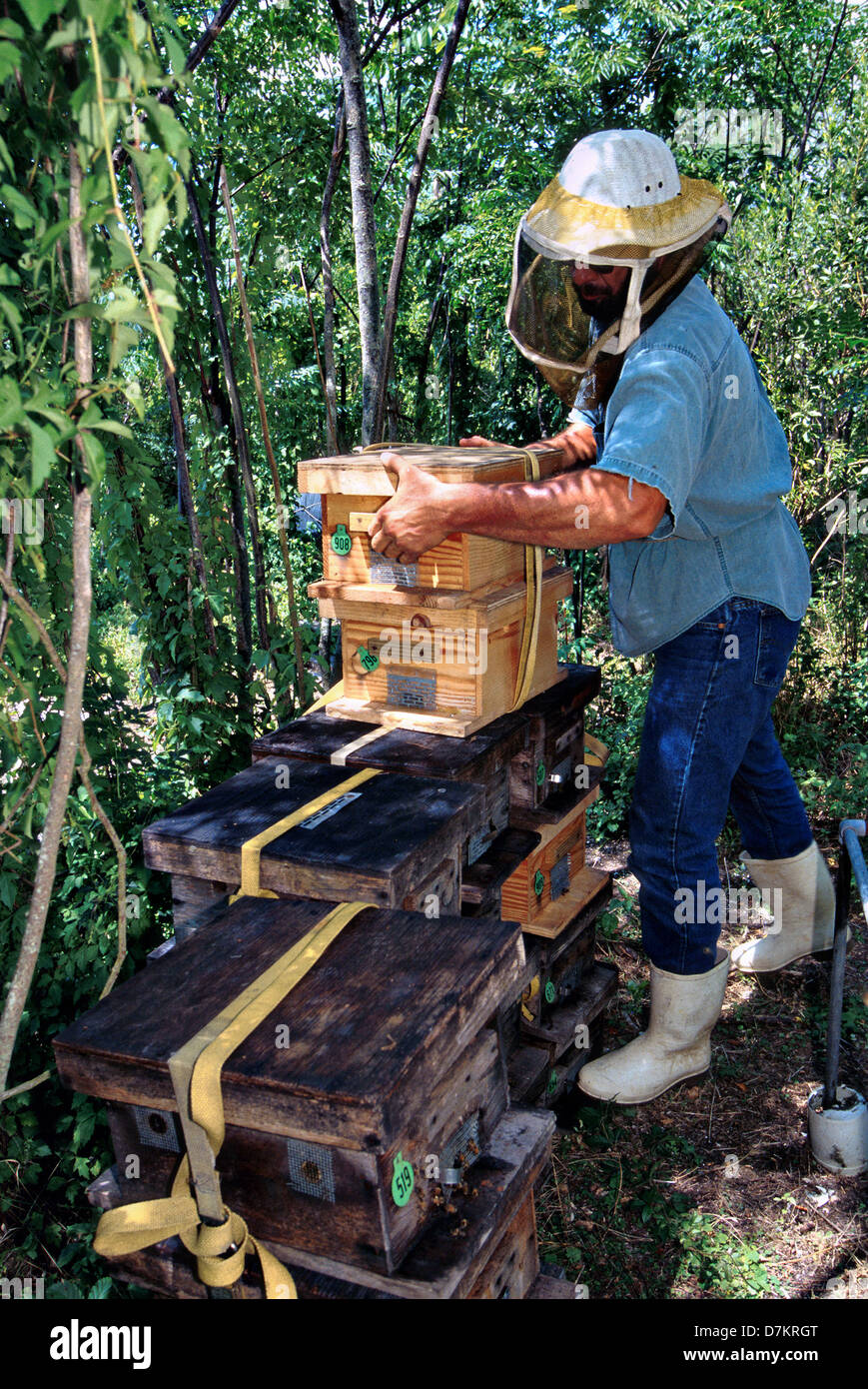 Bee research technician Gary Delatte prepares hives of pure Russian ...