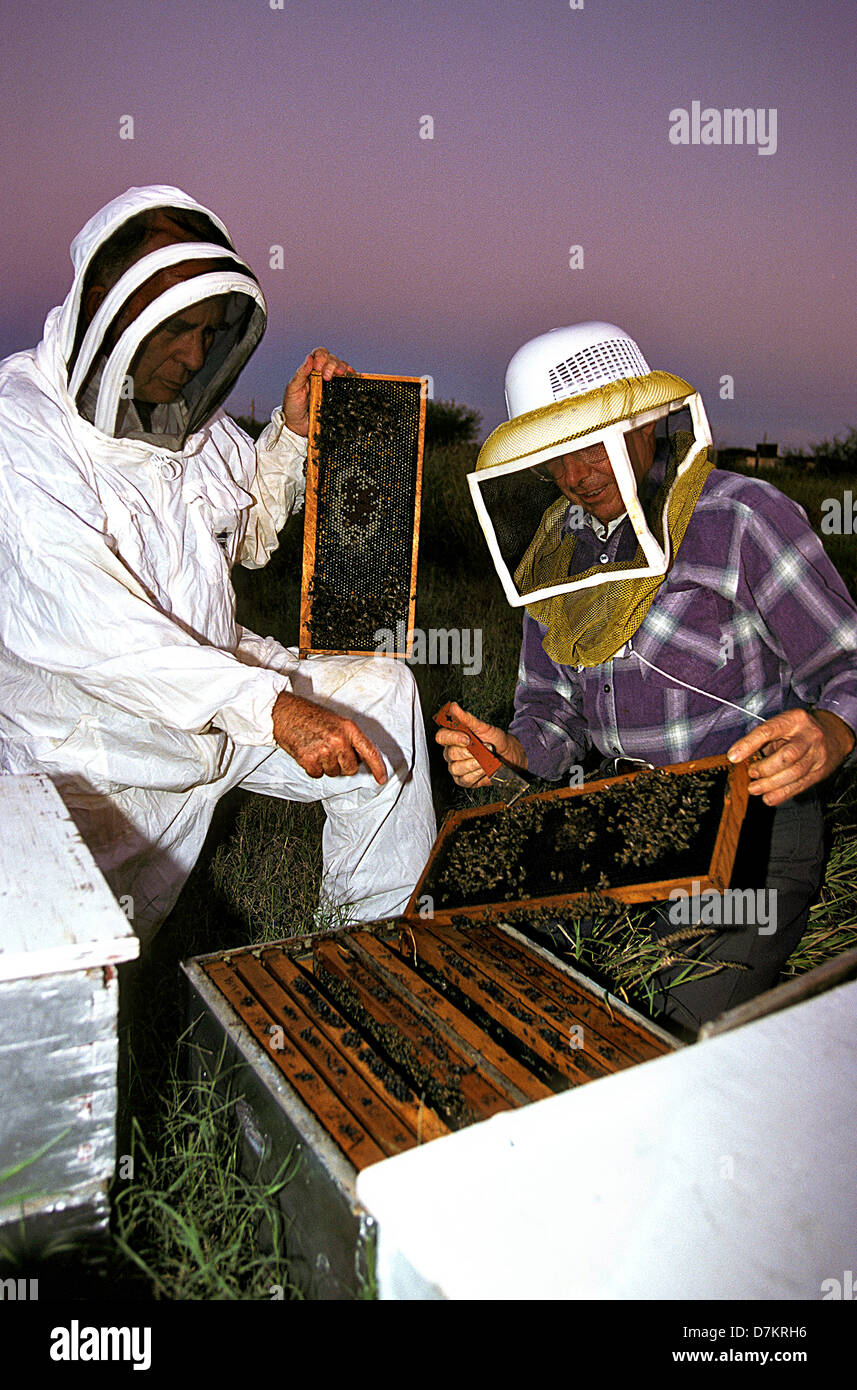 Africanized honey bees mites hi-res stock photography and images - Alamy