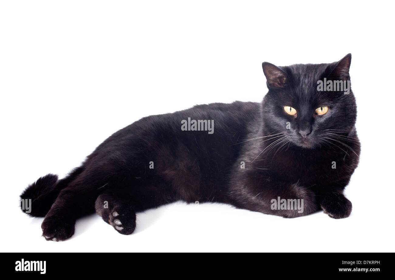 beautiful black cat in front of white background Stock Photo - Alamy