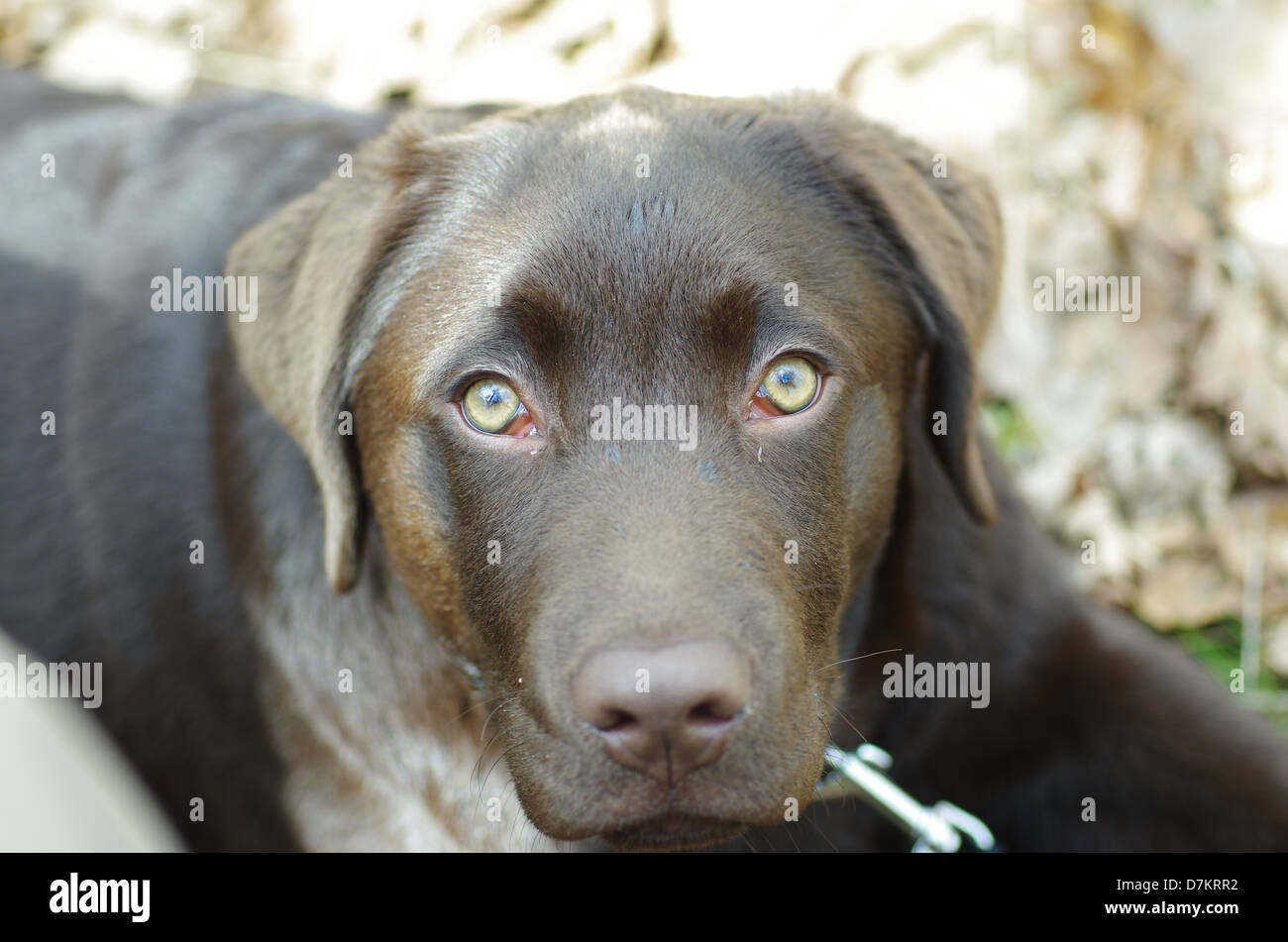 Portrait of a Labrador puppy making eye-contact Stock Photo - Alamy