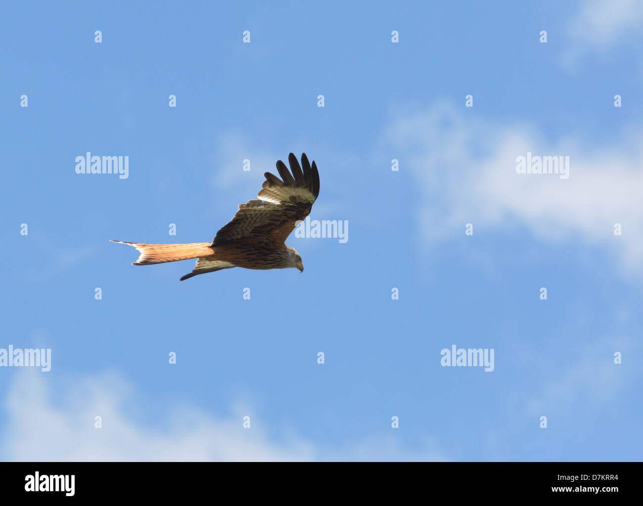 Red Kite at Gigrin Farm feeding station Stock Photo - Alamy
