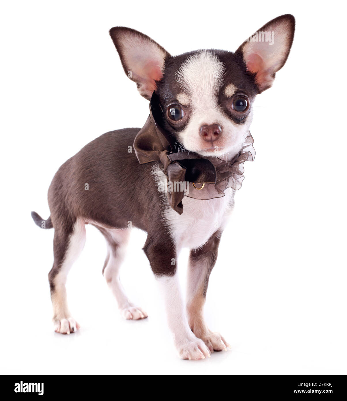 portrait of a cute purebred puppy chihuahua in front of white ...