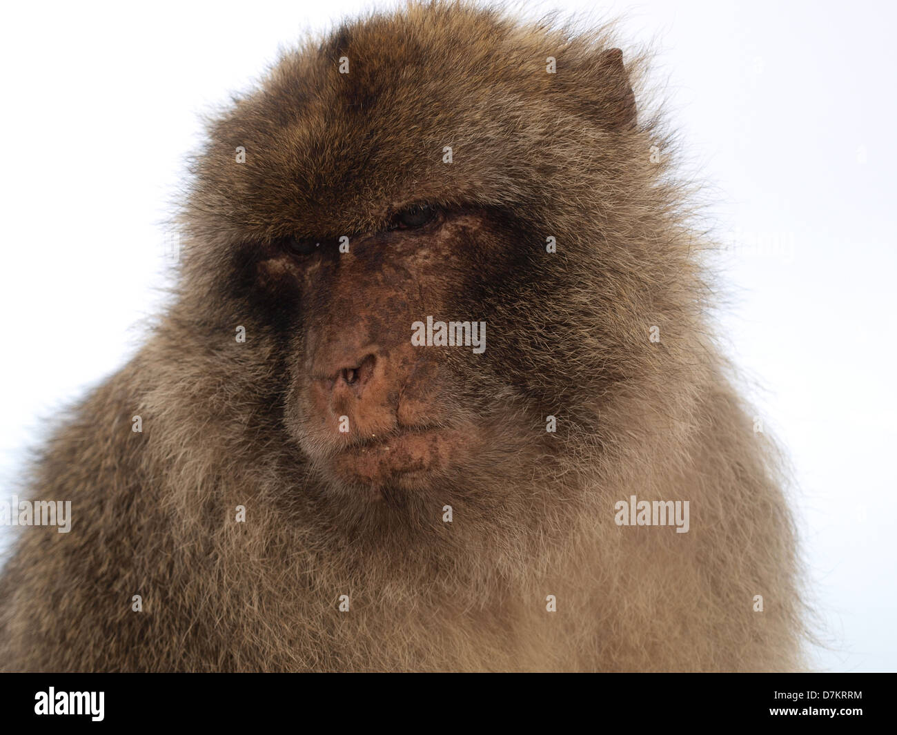 Portrait of a Barbary macaque Stock Photo - Alamy