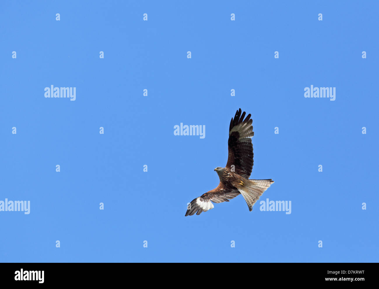 Red Kite at Gigrin Farm feeding station Stock Photo - Alamy