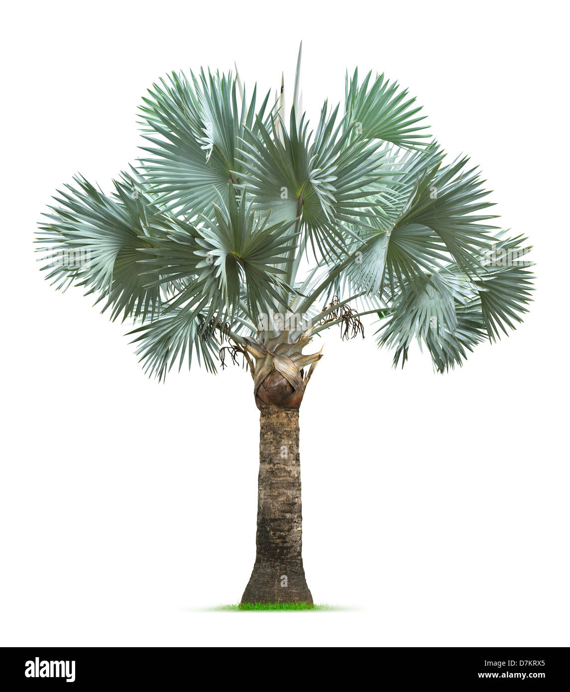 Bismarck Palm Tree isolated on white background Stock Photo - Alamy
