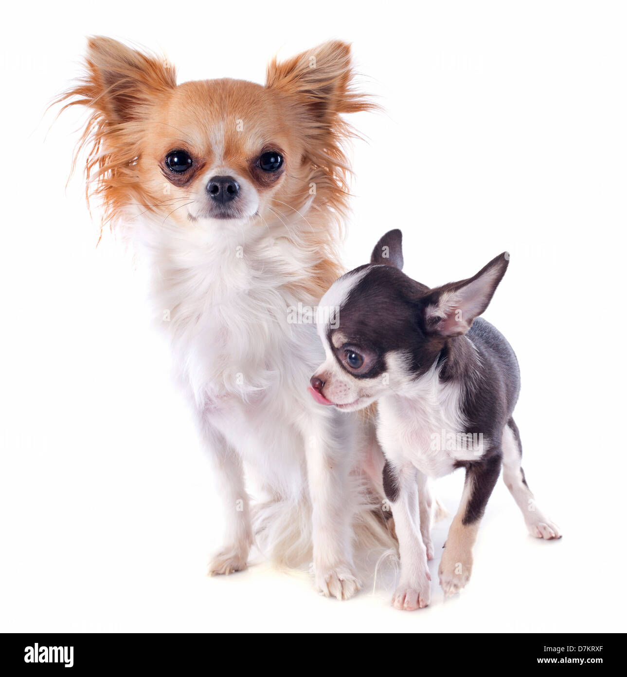 portrait of a cute purebred puppy and adult chihuahua in front of white ...