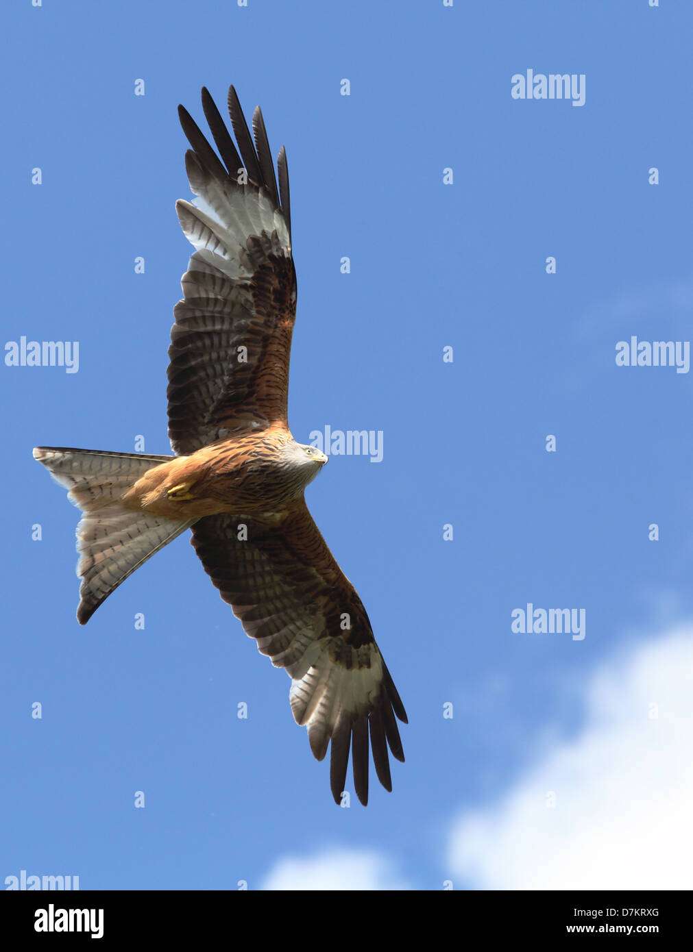 Red Kite at Gigrin Farm feeding station Stock Photo - Alamy
