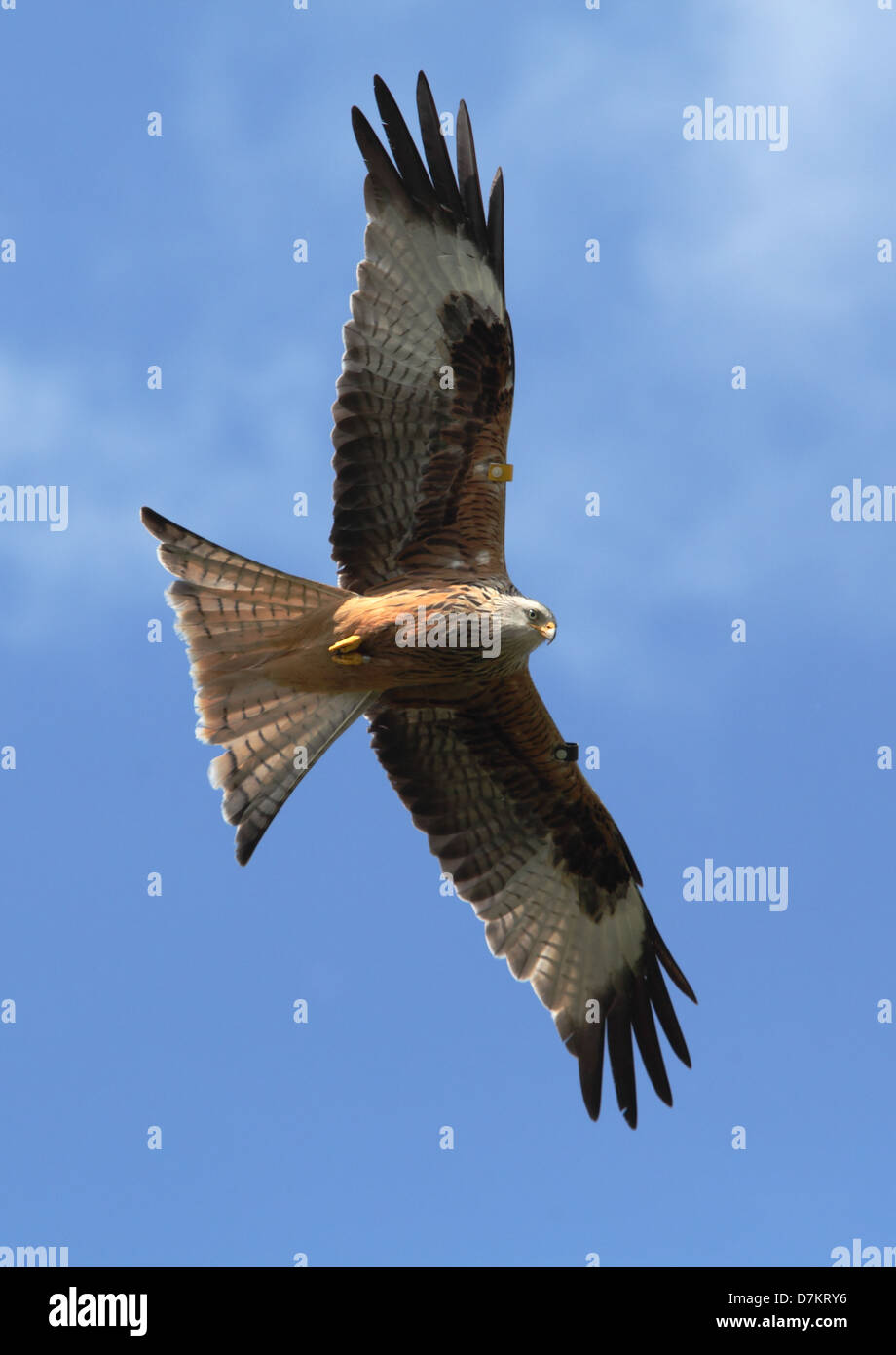 Red Kite at Gigrin Farm feeding station Stock Photo - Alamy