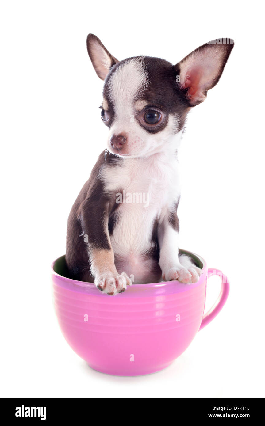 portrait of a cute purebred puppy chihuahua in a cup Stock Photo - Alamy