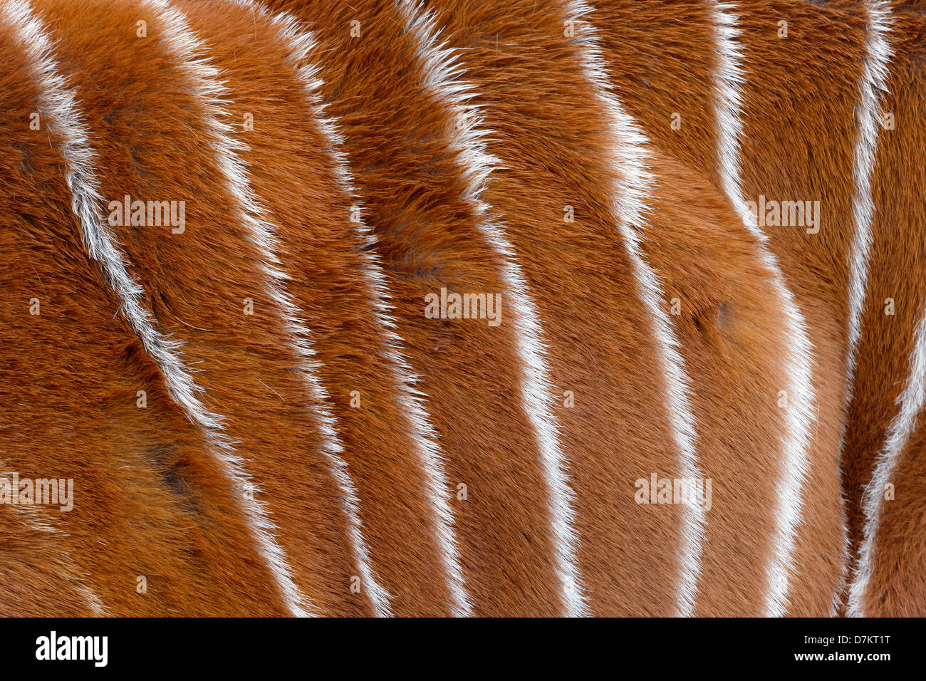 Bongo skin pattern hi-res stock photography and images - Alamy