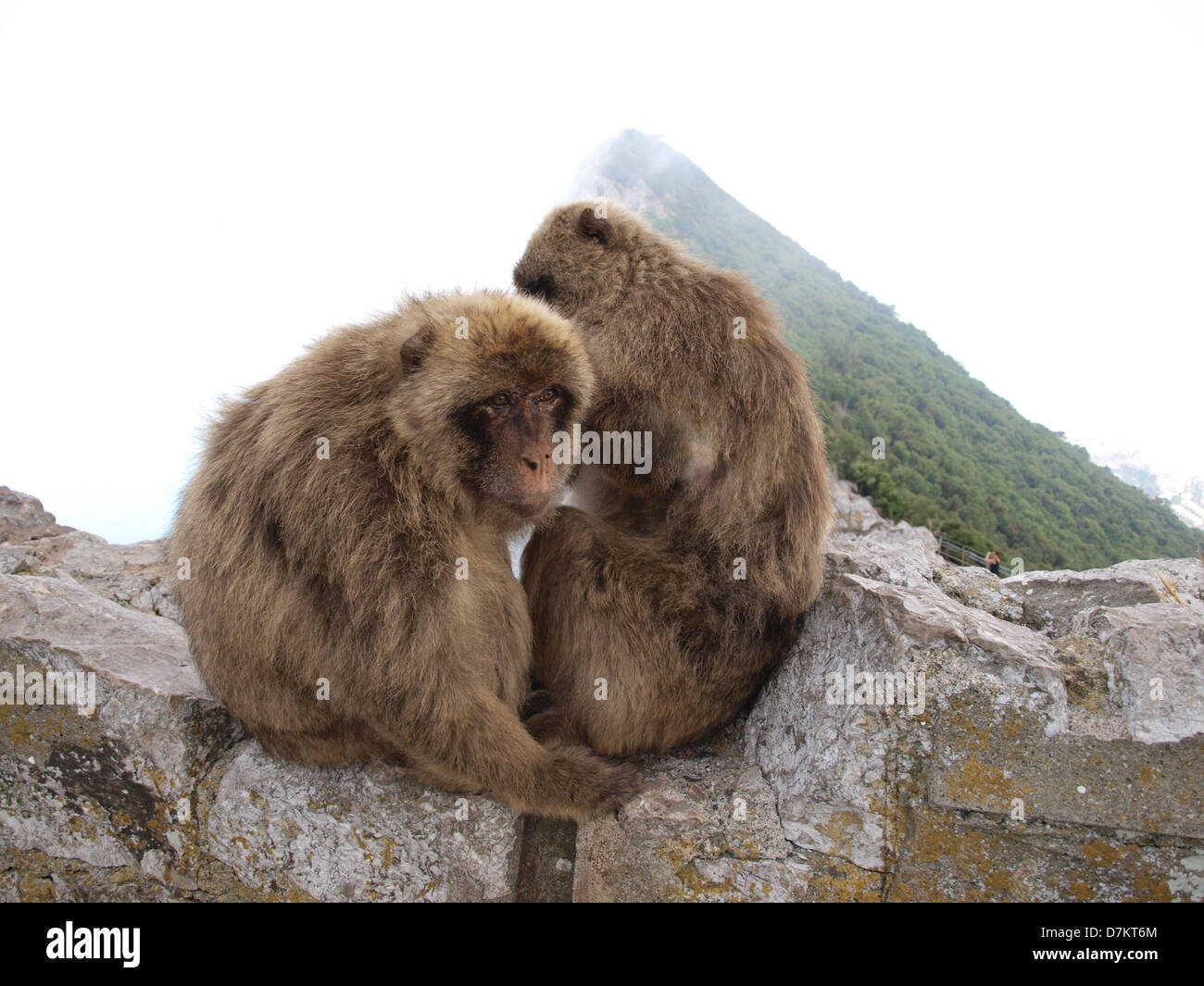 Pair of monkeys hi-res stock photography and images - Alamy