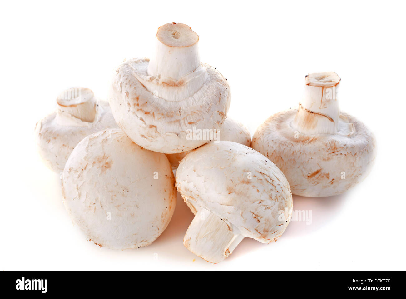 button mushrooms in front of white background Stock Photo - Alamy