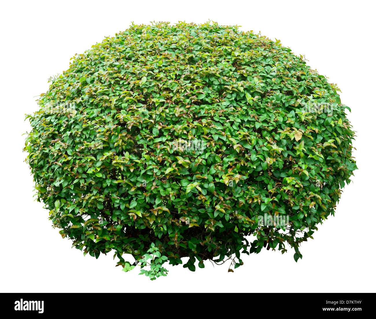 Round ornamental bush isolated on white background Stock Photo - Alamy