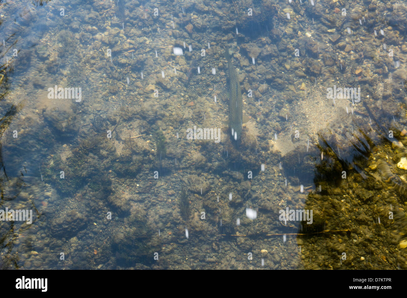 A fish in the flowing stream Stock Photo - Alamy