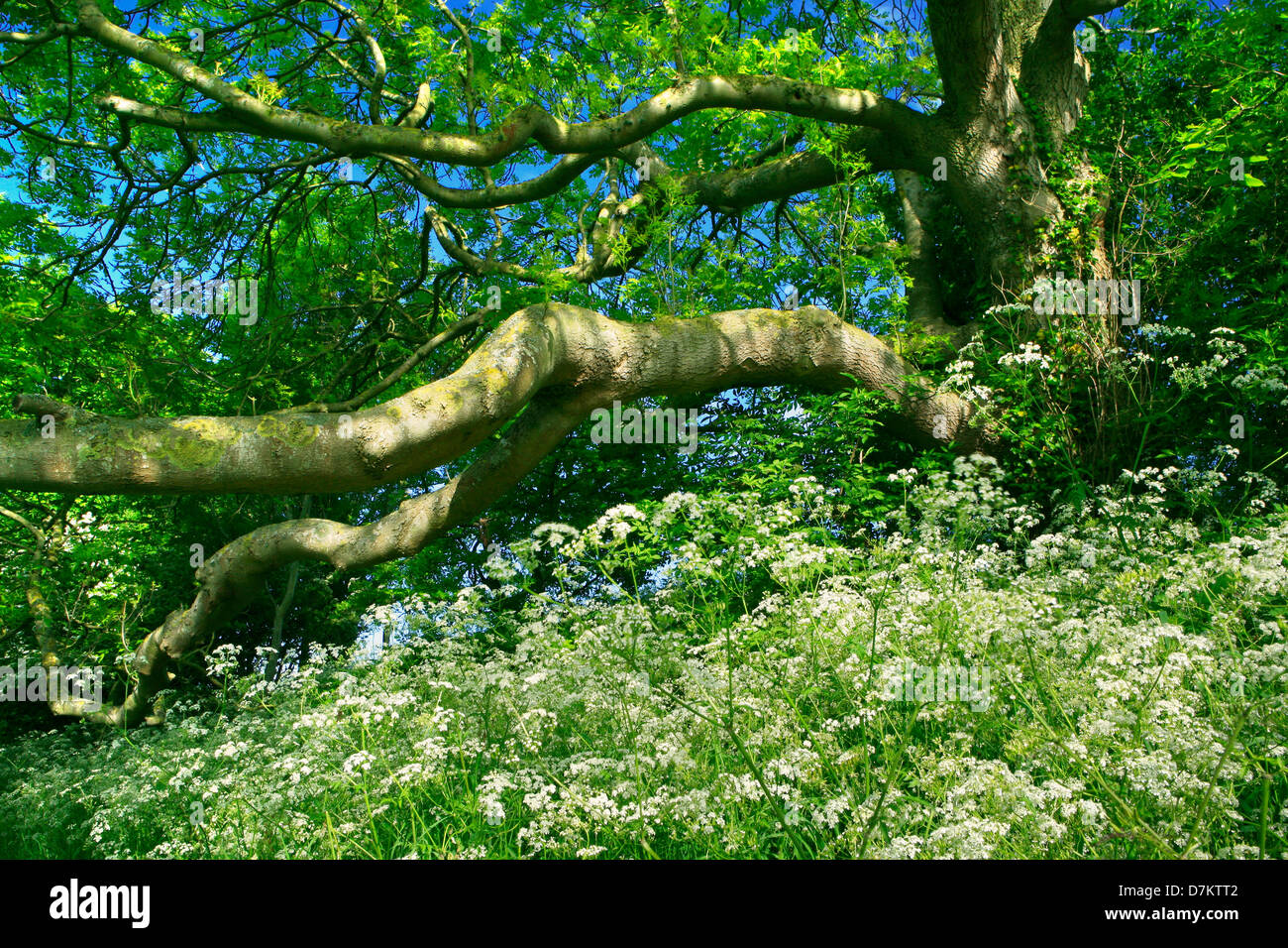 A mature Ash tree surrounded by cow parsley with a blue sky behind ...