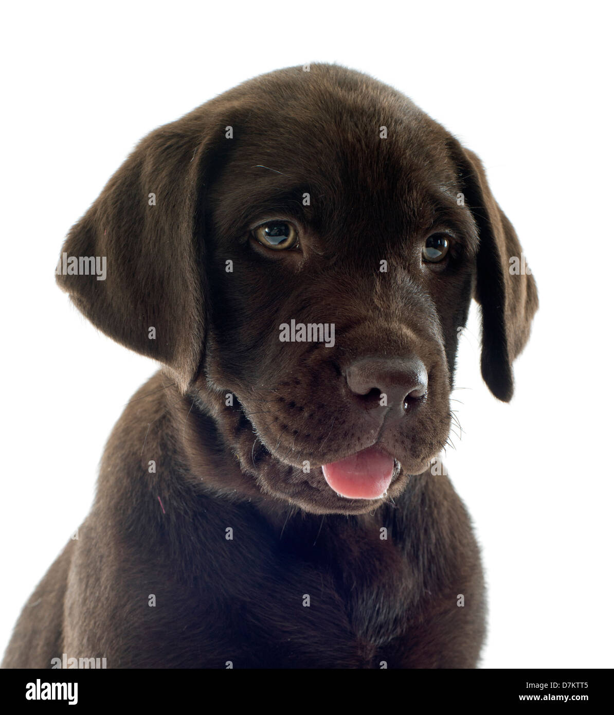 puppy purebred labrador retriever in front of white background Stock ...