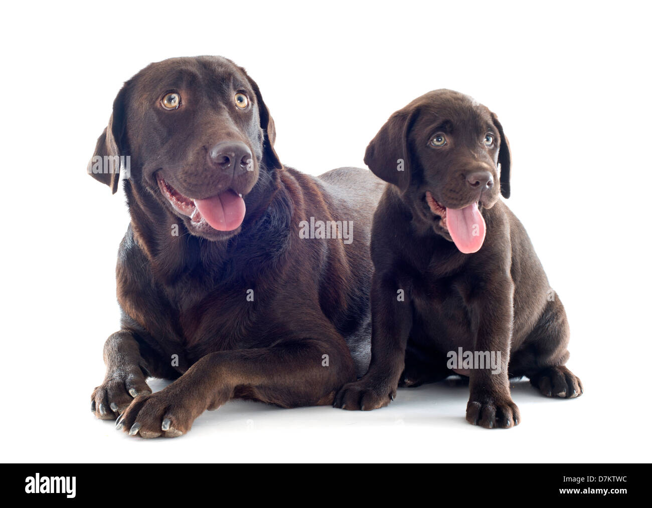 purebred labrador retriever, adult and puppy in front of white ...