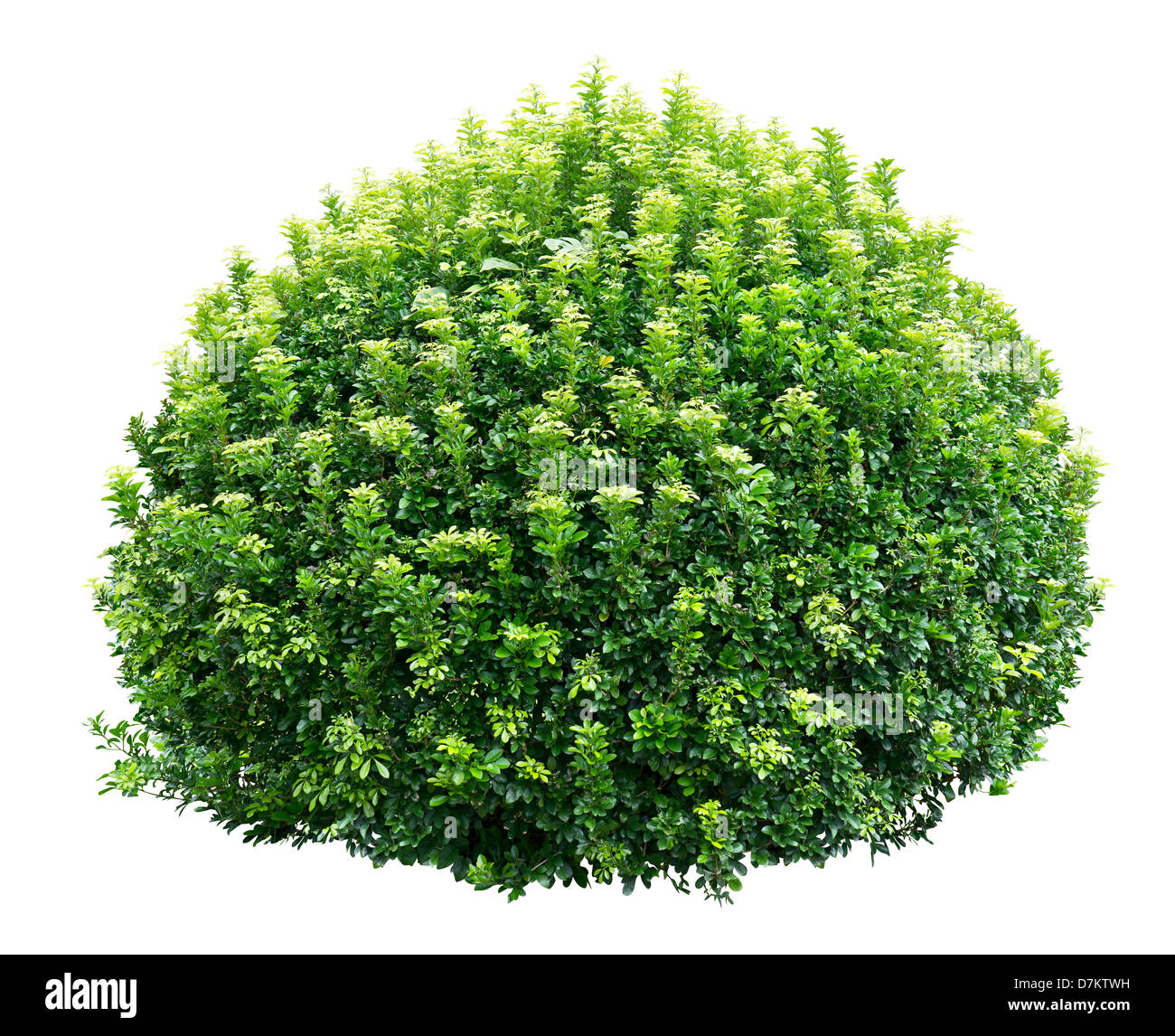 Round ornamental bush isolated on white background Stock Photo - Alamy