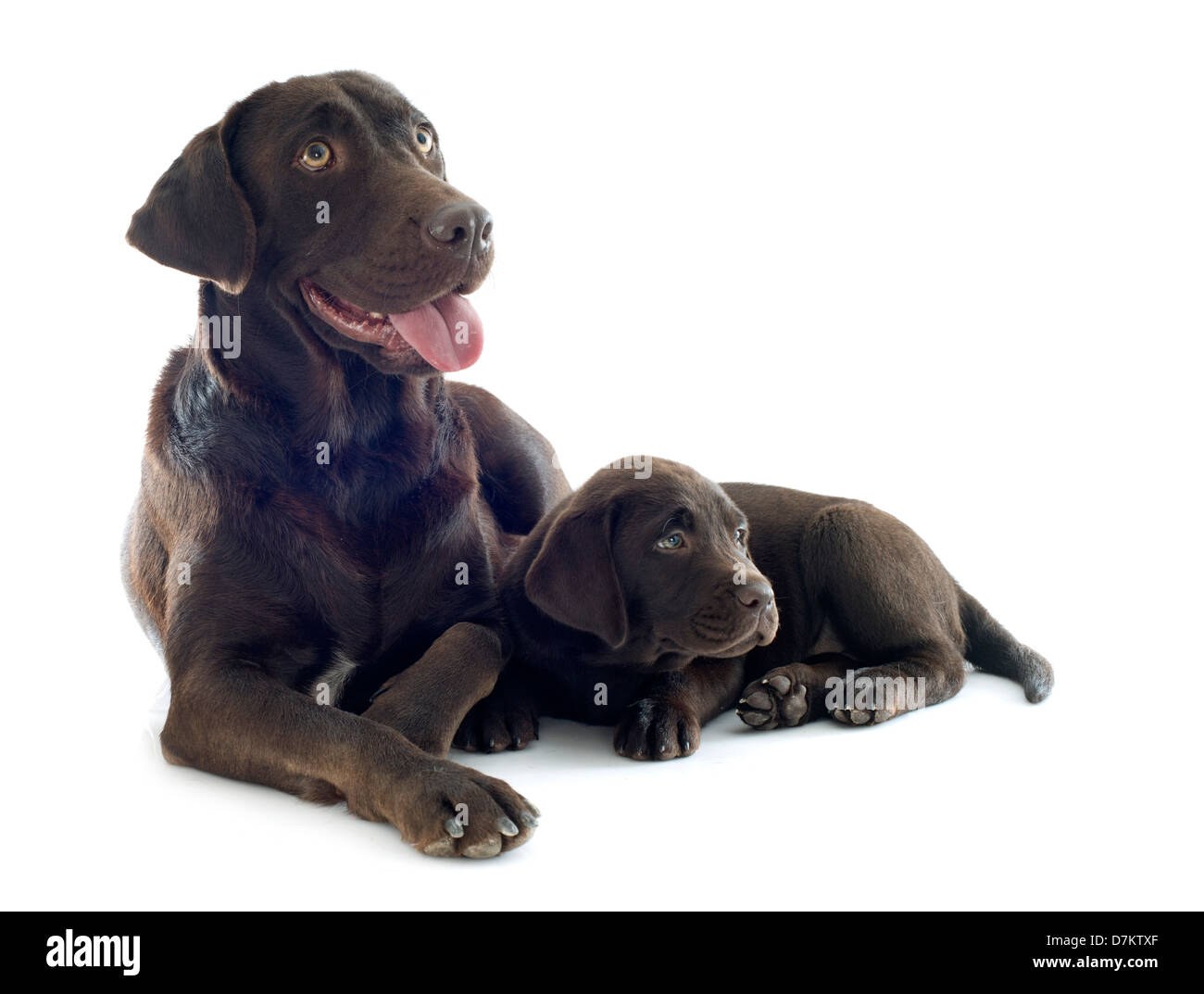 puppy and adult purebred labrador retriever in front of white ...