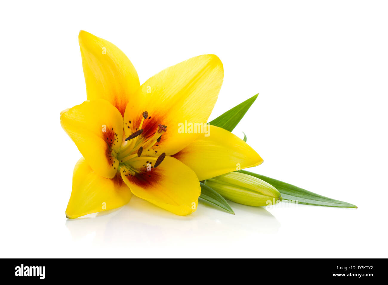 Yellow lily. Isolated on white background Stock Photo - Alamy