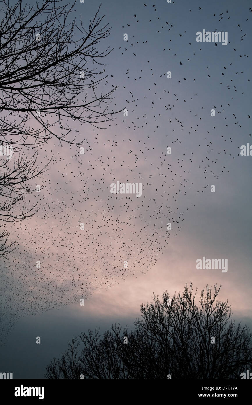 Starling murmuration on Somerset levels Stock Photo - Alamy