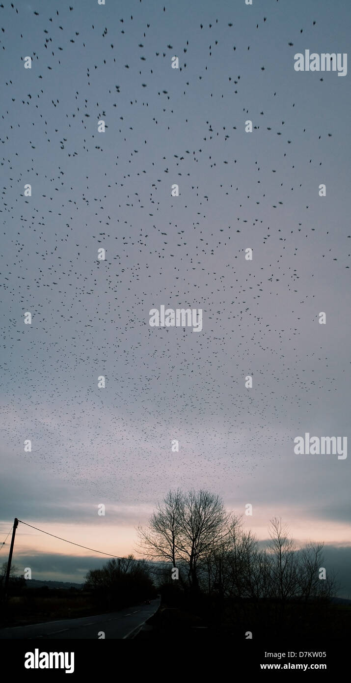 Starling murmuration on Somerset levels Stock Photo - Alamy