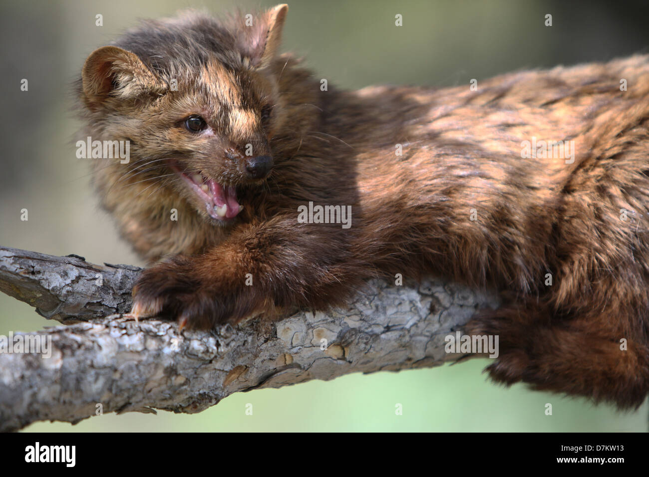 American marten hi-res stock photography and images - Alamy