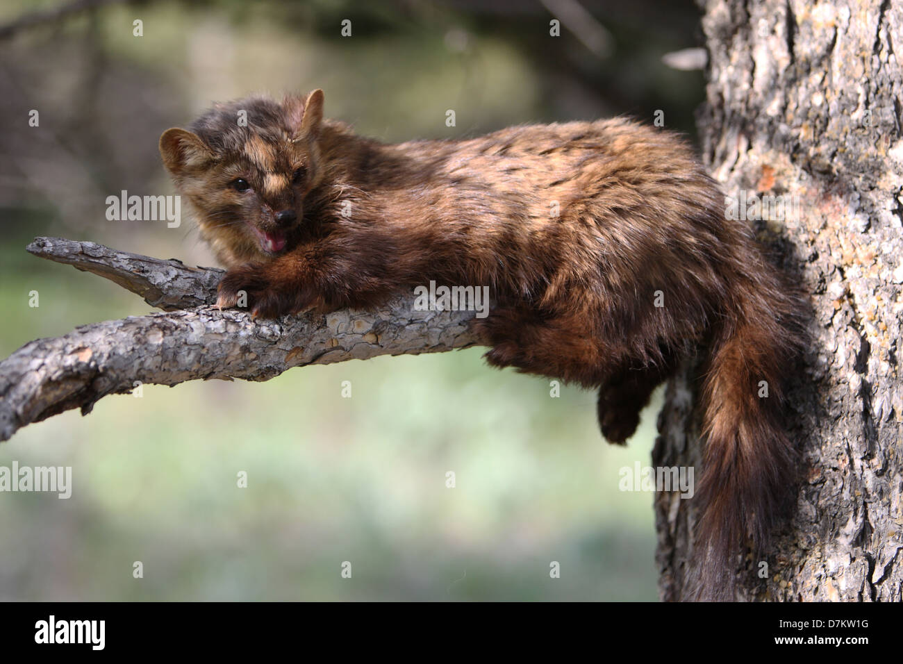 American marten hi-res stock photography and images - Alamy