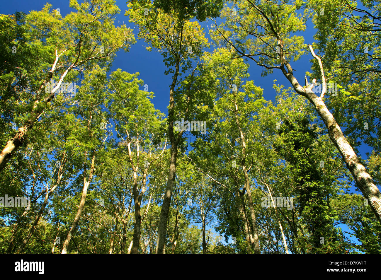 A Woodland canopy of Ash trees in summer with a blue sky Stock Photo ...