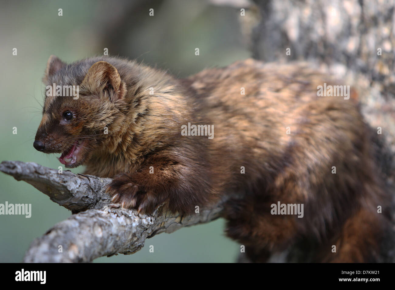 Yellowstone american marten hi-res stock photography and images - Alamy