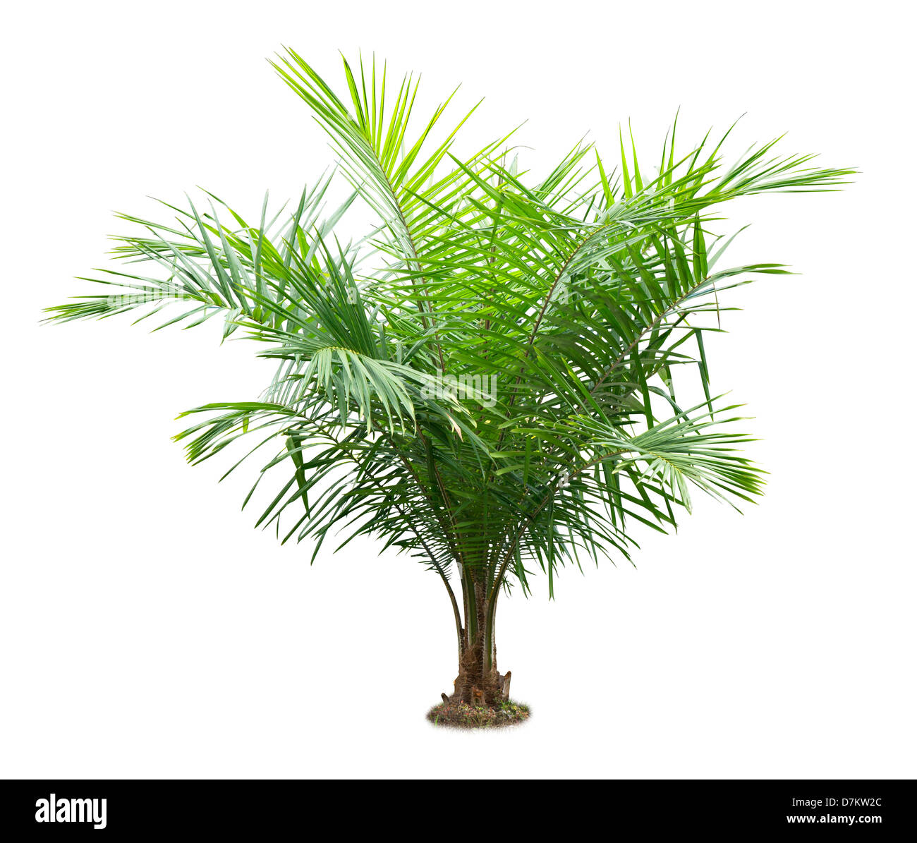 Palm tree isolated on white background Stock Photo - Alamy