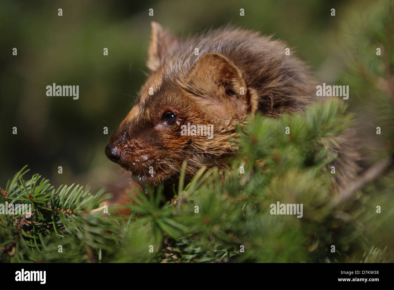 Marten hunting tree hi-res stock photography and images - Alamy