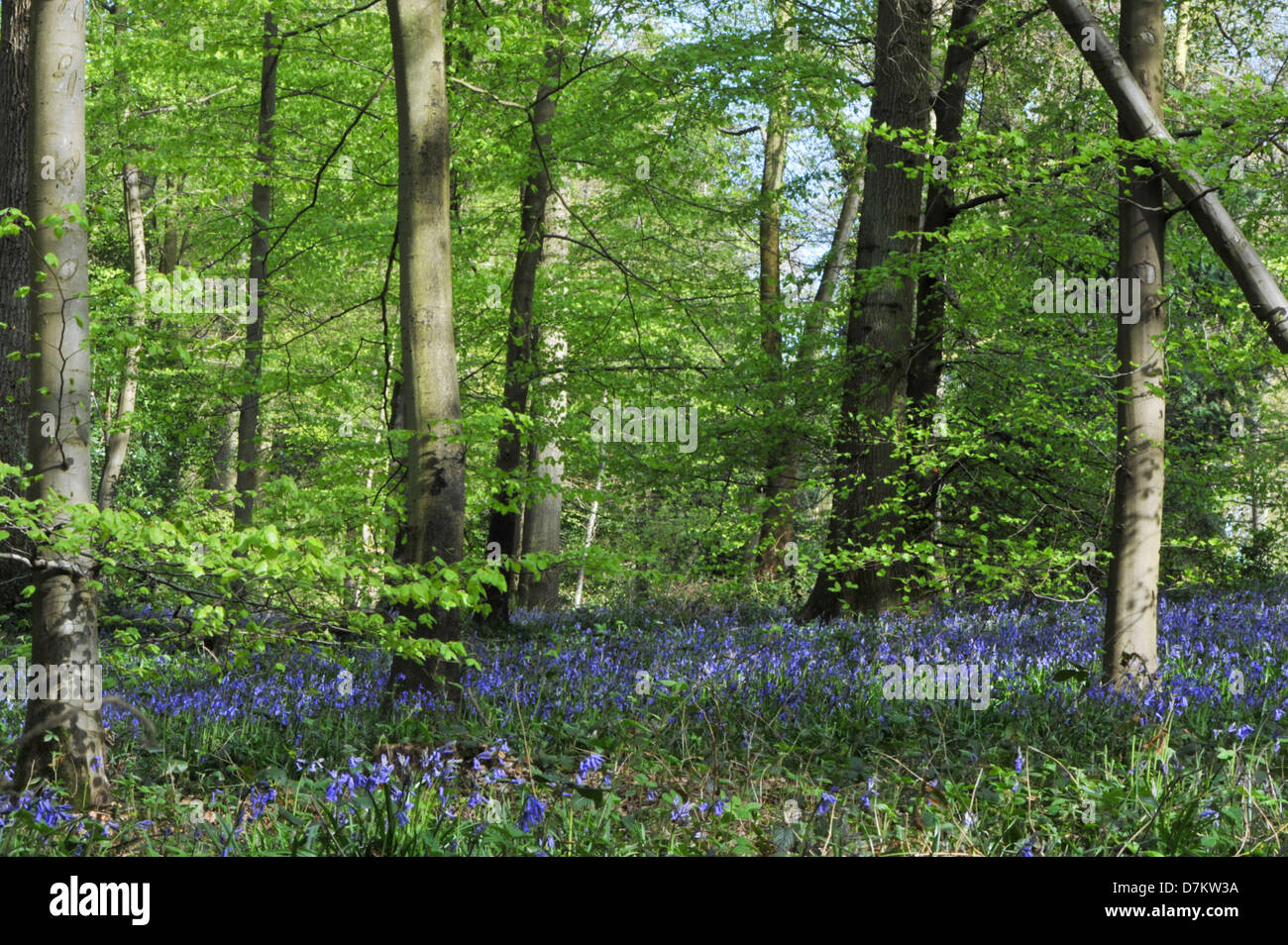 Bluebell wood in spring Stock Photo - Alamy