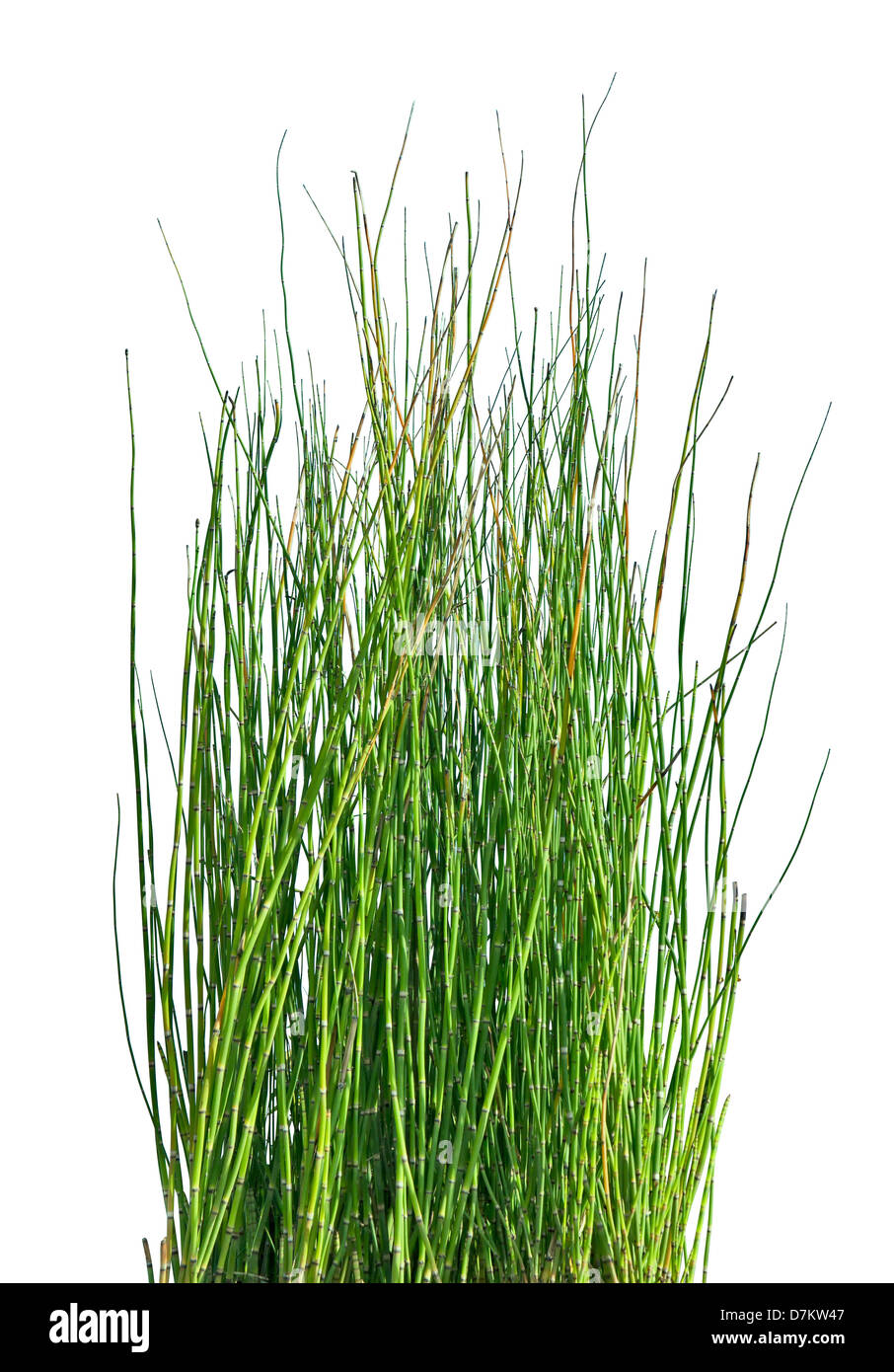 Rough horsetail isolated on white background. Snake grass (Equisetum ...