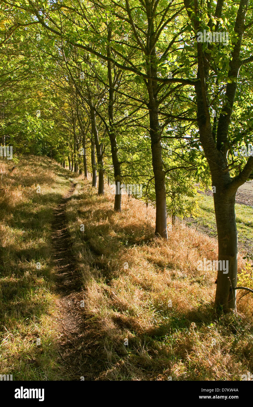 Ash trees autumn hi-res stock photography and images - Alamy