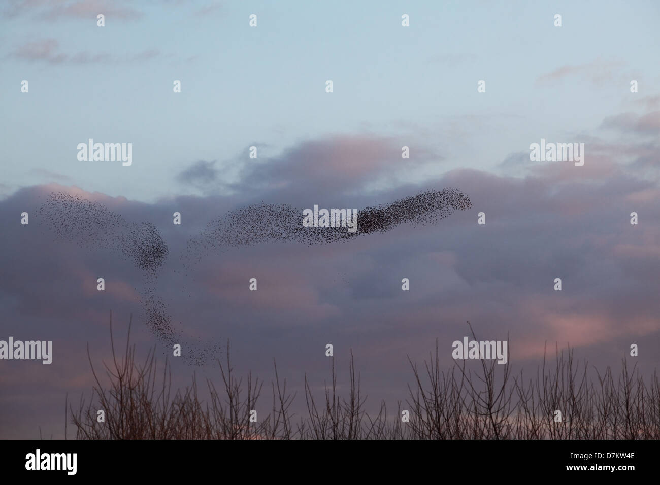 Starling murmuration on Somerset levels Stock Photo - Alamy