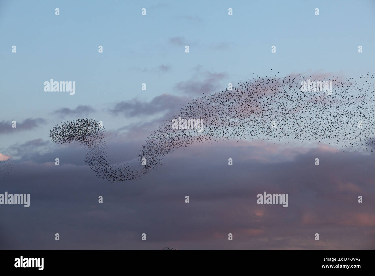 Murmuration on starlings hi-res stock photography and images - Alamy