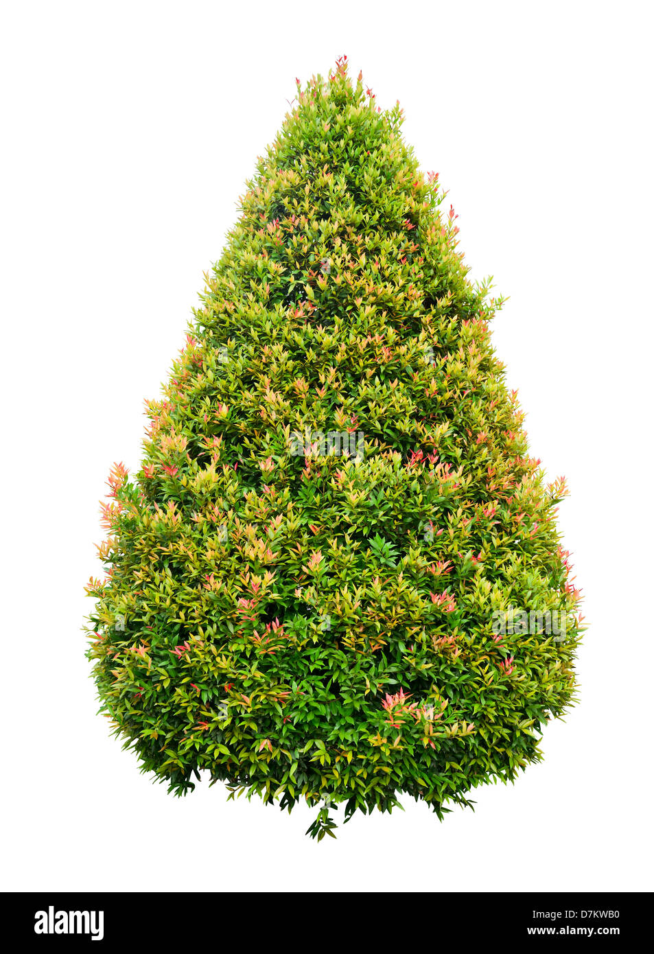 Round tree isolated on white background Stock Photo - Alamy