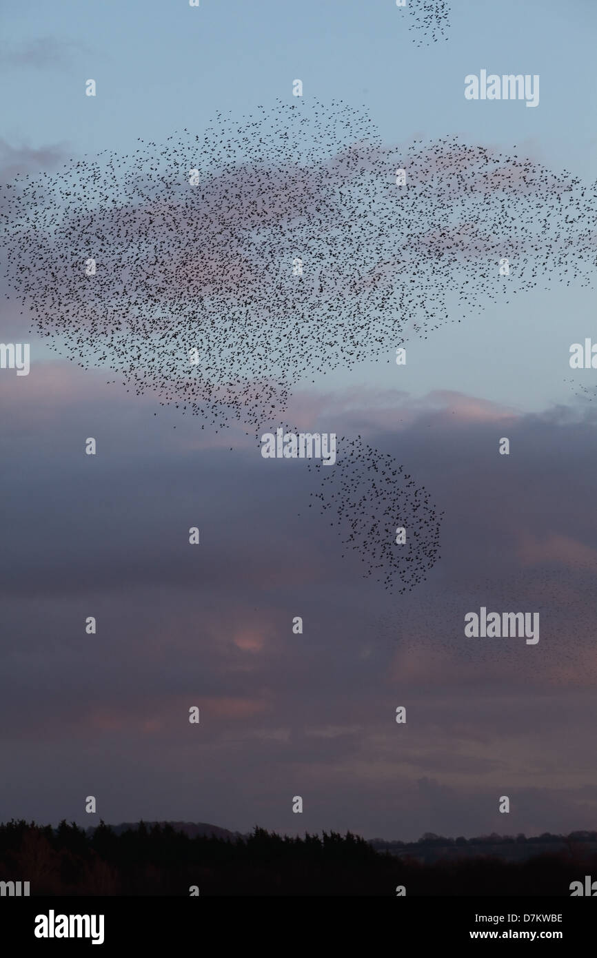 Starling murmuration on Somerset levels Stock Photo - Alamy