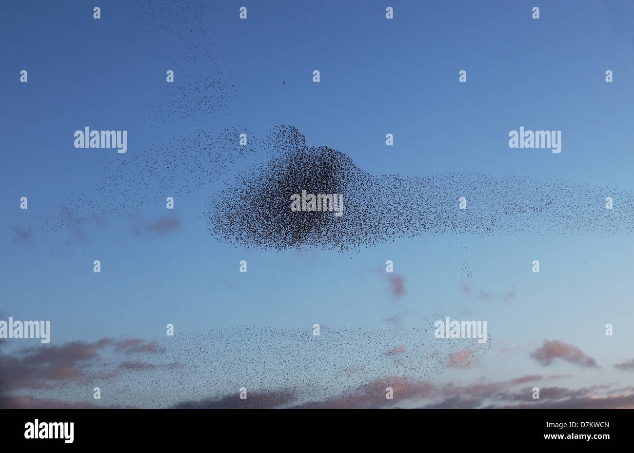 Starling murmuration on Somerset levels Stock Photo - Alamy
