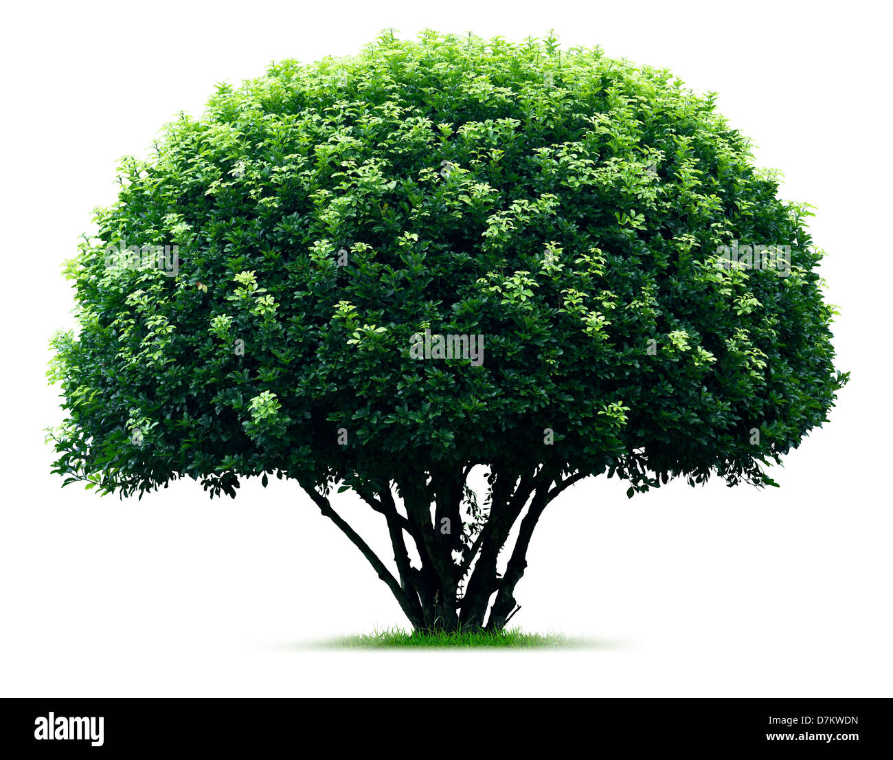 Round tree isolated on white background Stock Photo - Alamy