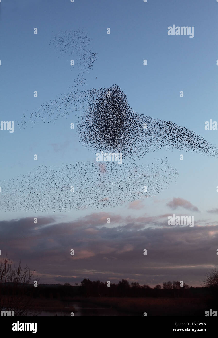 Starling murmuration on Somerset levels Stock Photo - Alamy