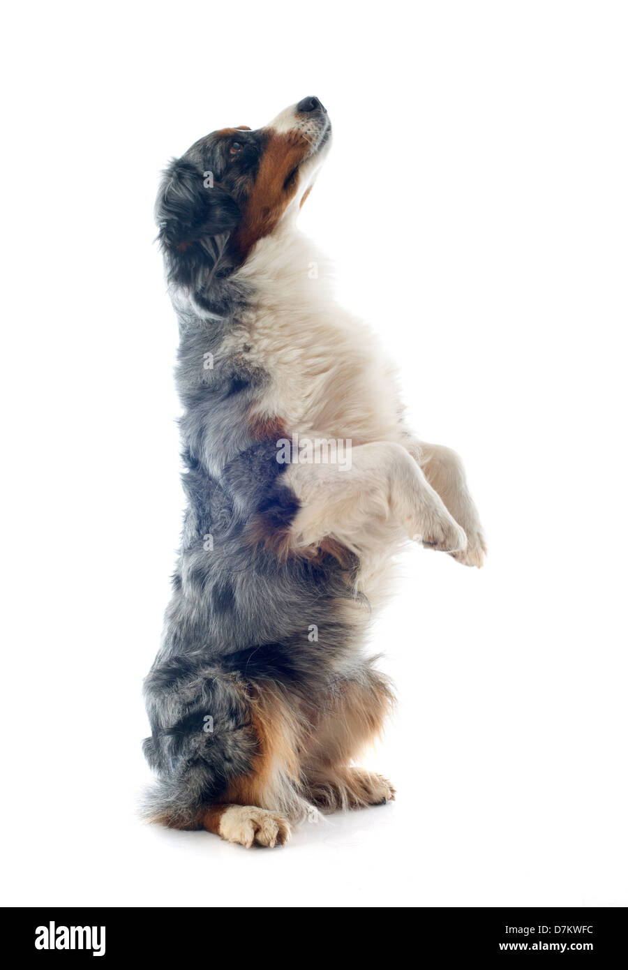 purebred australian shepherd standing on his hind legs Stock Photo - Alamy